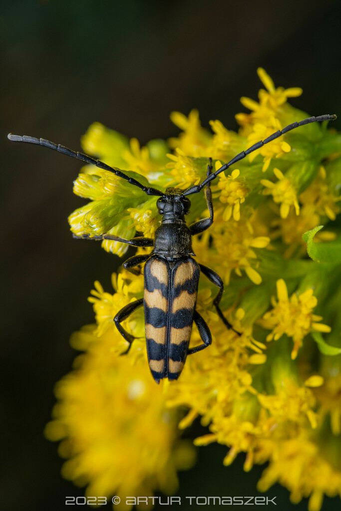 four-banded longhorn beetle in August 2023 by Artur Tomaszek · iNaturalist