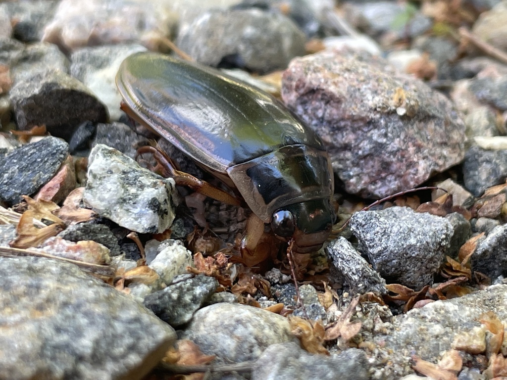 Dytiscus from Särkäntie, Koskioinen, 11, FI on August 17, 2023 at 12:44 ...