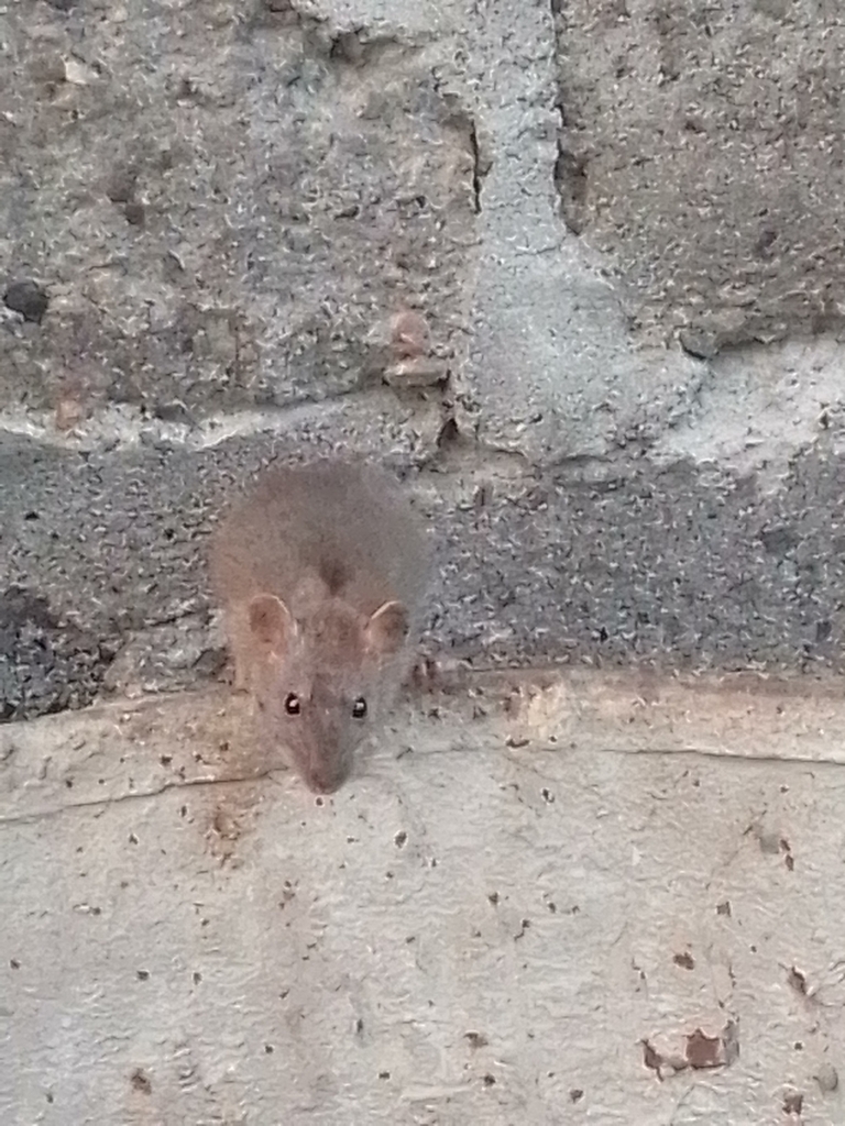 Brown Rat from Jalan Tegal Luwih IV on August 17, 2023 at 06:14 PM by ...
