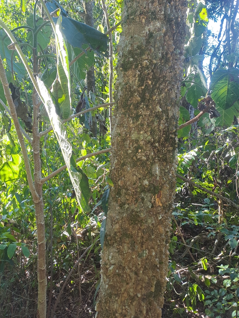 Satin Tree from Goomburra QLD 4362, Australia on August 11, 2023 at 03: ...