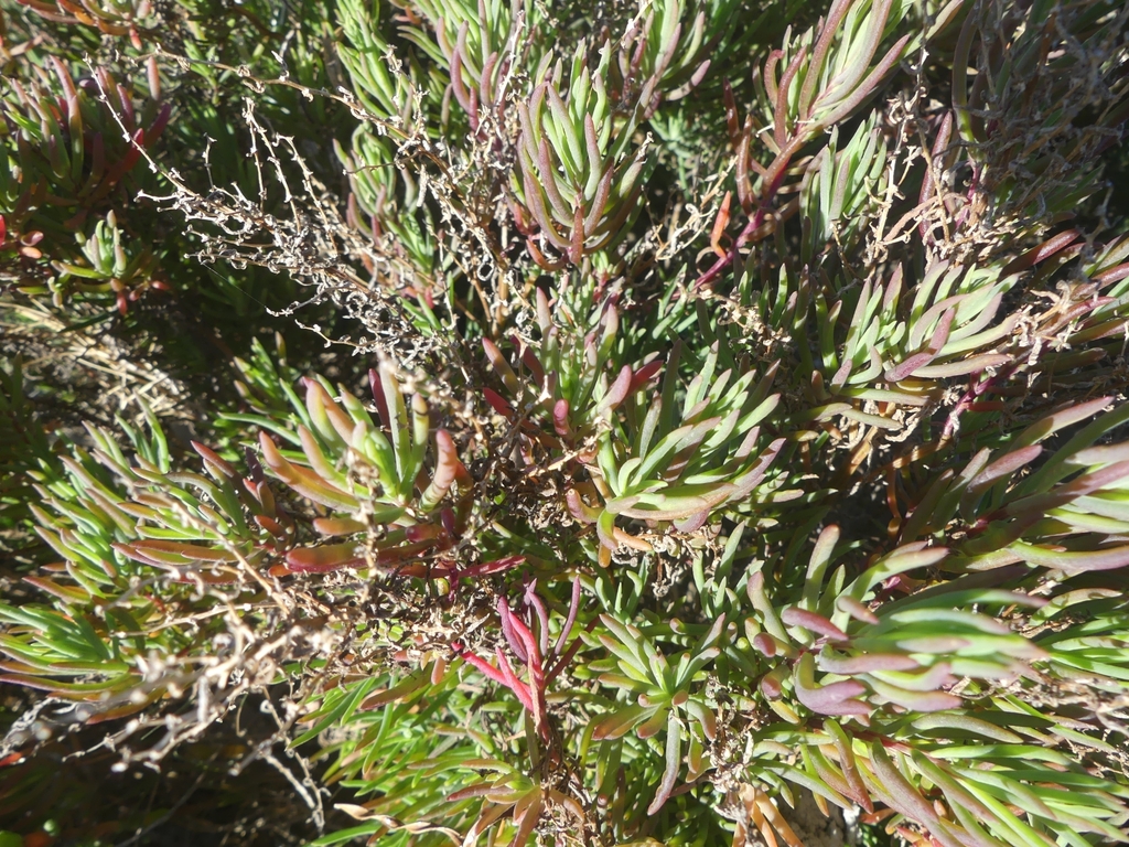 Austral Seablite from Bermagui NSW 2546, Australia on August 16, 2023 ...