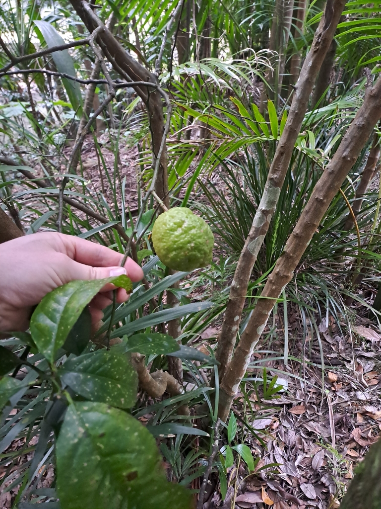 citrus from Rummery Park campground on August 15, 2023 at 04:09 PM by ...