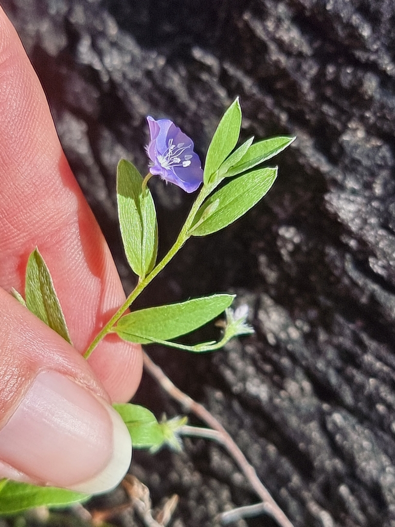 tropical speedwell from Great Keppel (Wop-pa) Island on August 10, 2023 ...