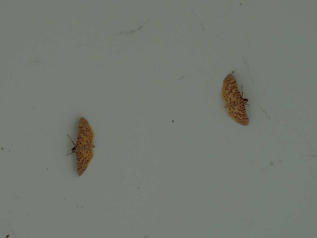 Yellow Peach Moth in August 2023 by Mark Jason Villa · iNaturalist