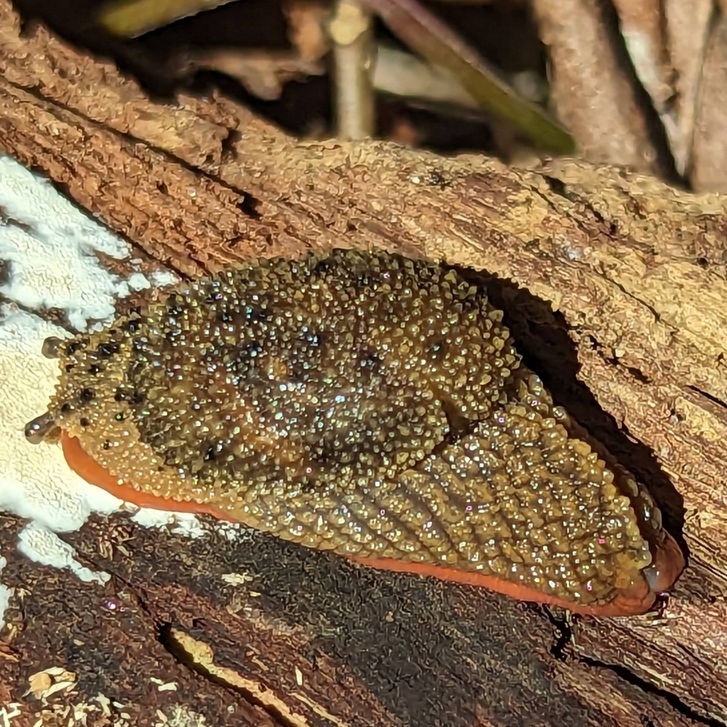 black-spotted semi-slug from Kumbartcho Sanctuary on August 16, 2023 at ...