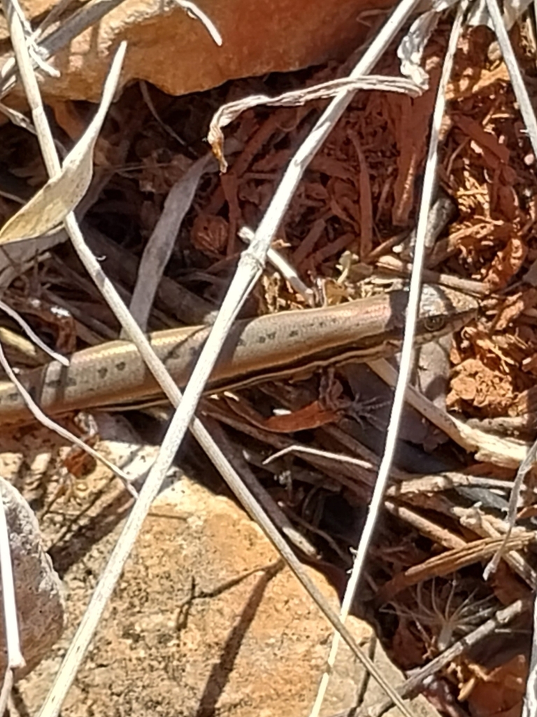 Ornate Soil-crevice Skink from Florina NT 0852, Australia on August 17 ...