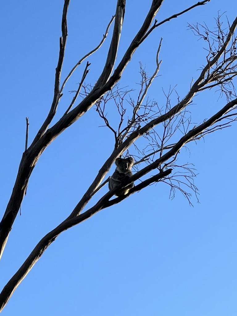 Koala from Kangaroo Island, Karatta, SA, AU on August 15, 2023 at 05:03 ...
