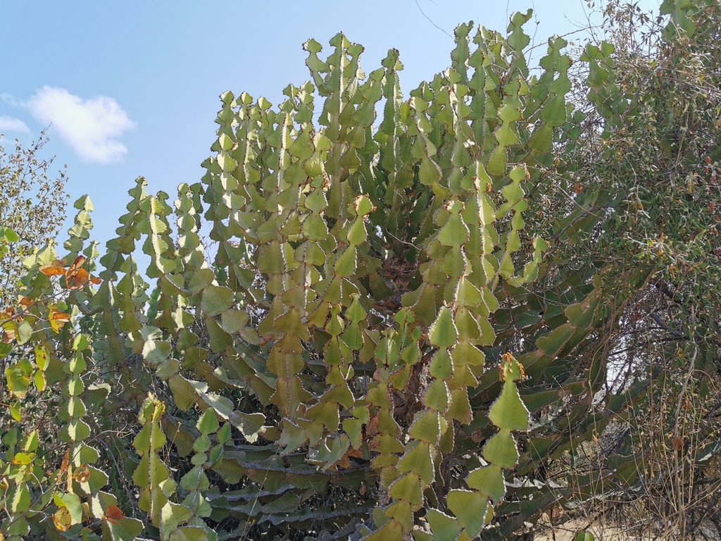 Bushveld Candelabra Tree from Mutale, South Africa on August 17, 2023 ...
