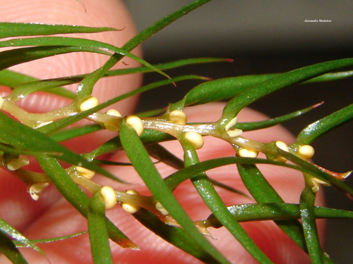 Phlegmariurus flexibilis · iNaturalist United Kingdom