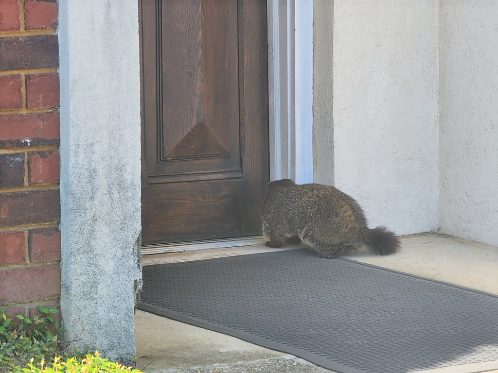 Groundhog from Tuscaloosa, AL 35405, USA on August 17, 2023 at 09:48 AM ...