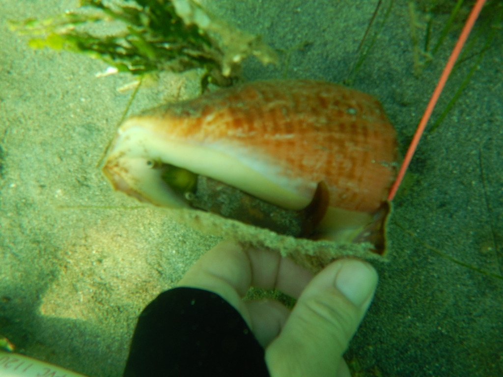 Milk Conch from Miami-Dade County, FL, USA on August 1, 2023 at 09:26 ...