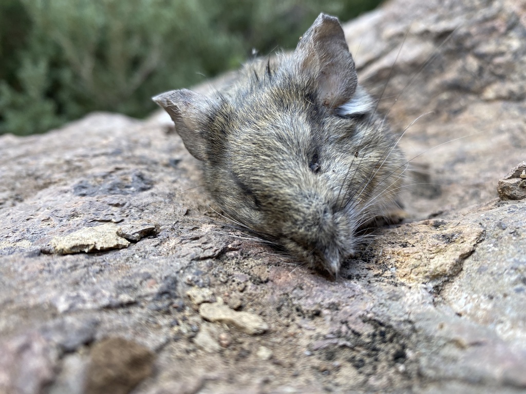 Elegant Fat-tailed Mouse Opossum from Ruta E-411, Putaendo, Valparaíso ...