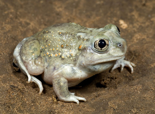 Plains Spadefoot (Nebraska Amphibians) · iNaturalist