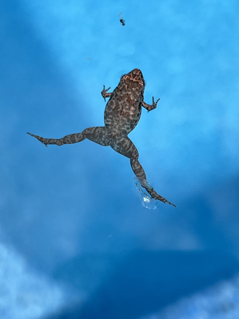 Greenhouse Frog from Ortega Farms Blvd, Jacksonville, FL, US on August ...