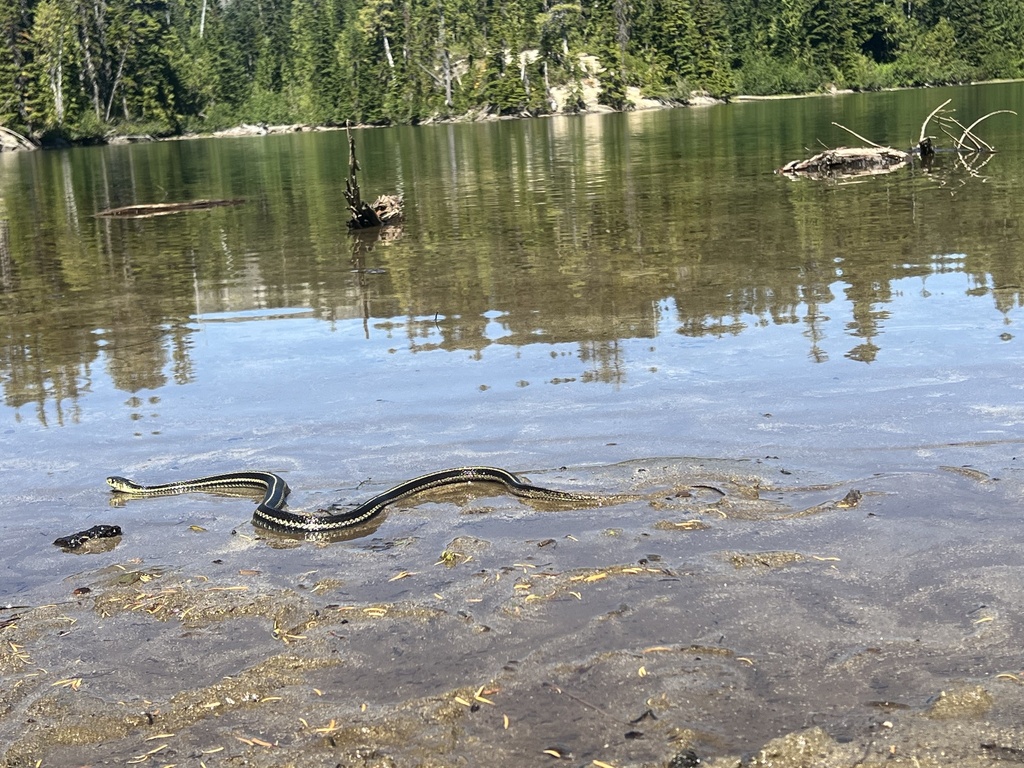 Garter Snakes from Mount Rainier National Park, Packwood, WA, US on ...