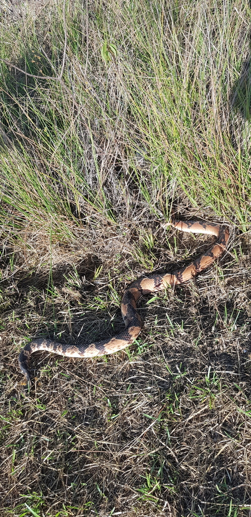 South American Bushmaster in August 2023 by Juju Juju · iNaturalist