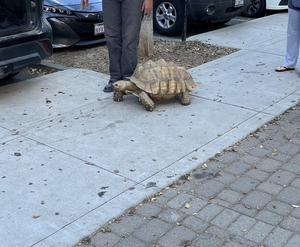African Spurred Tortoise from Central Park, Davis, CA, US on August 16 ...
