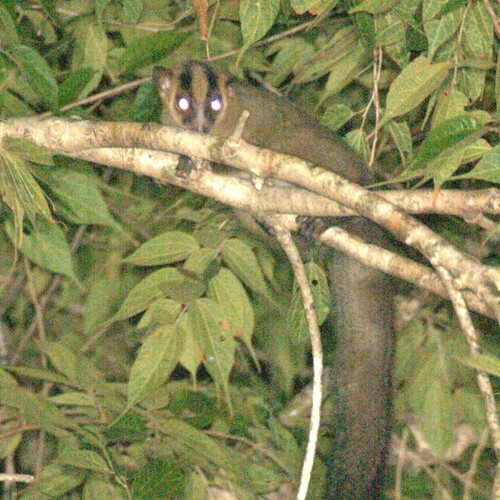 Phaner parienti · NaturaLista Colombia