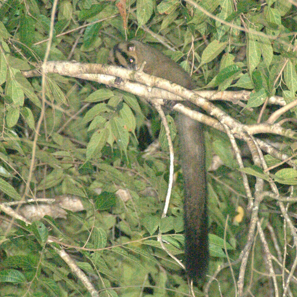Sambirano Fork-marked Lemur (Phaner parienti) - Know Your Mammals