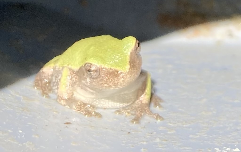 Gray Treefrog Species Complex from E Oak Cliff Dr, Edmond, OK, US on ...