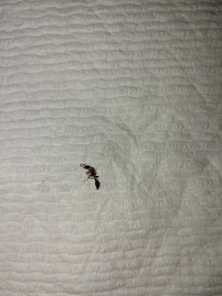Graceful Twig Ant from Mulberry, FL 33860, USA on August 17, 2023 at 01 ...