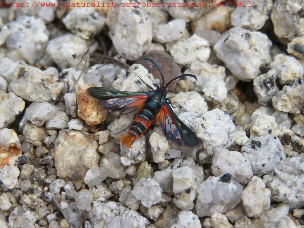 Buckwheat Root Borer Moth in August 2023 by ipomopsis. fanciest looking ...