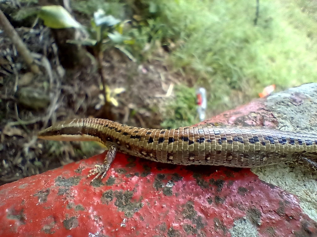 Ocellated Anadia from Coto Brus, CR-PU, CR on August 17, 2023 at 11:57 ...