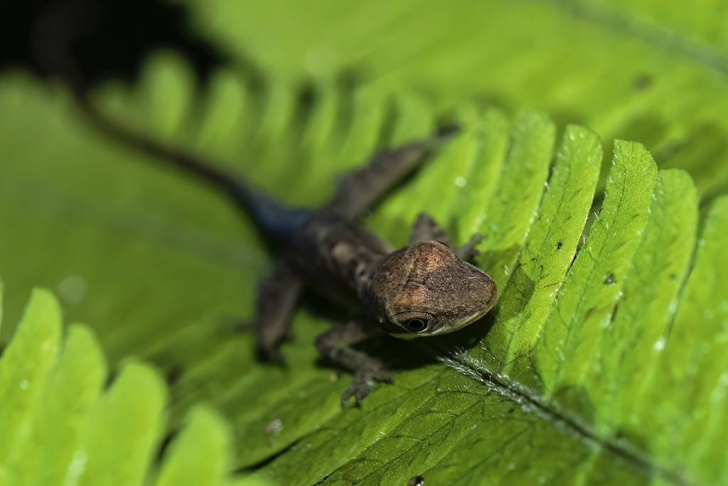Border Anole from San Carlos, Alajuela, CR on July 7, 2023 at 07:33 PM ...