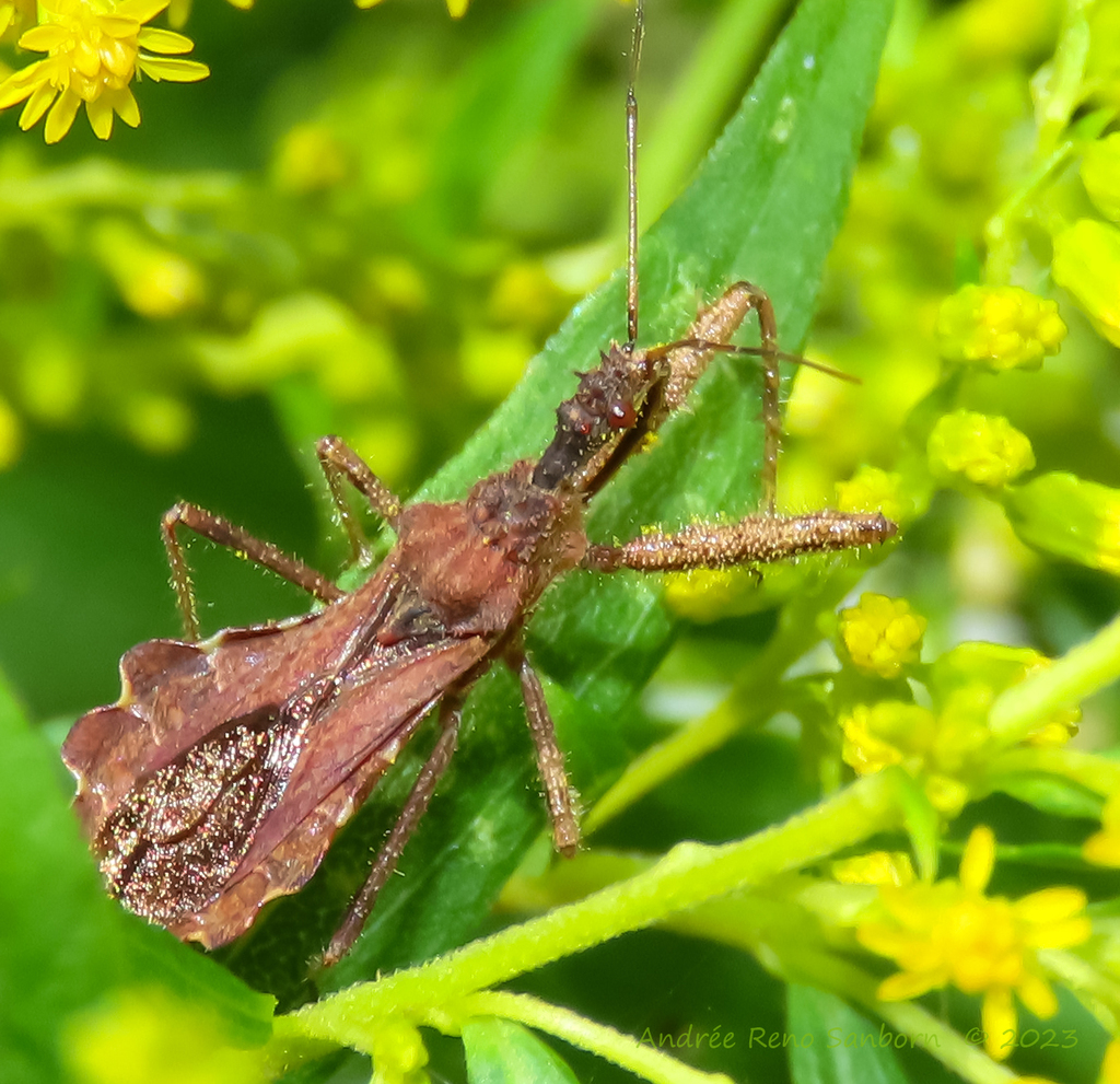 Spined Assassin Bug from Barton, VT, USA on August 17, 2023 at 01:56 PM ...