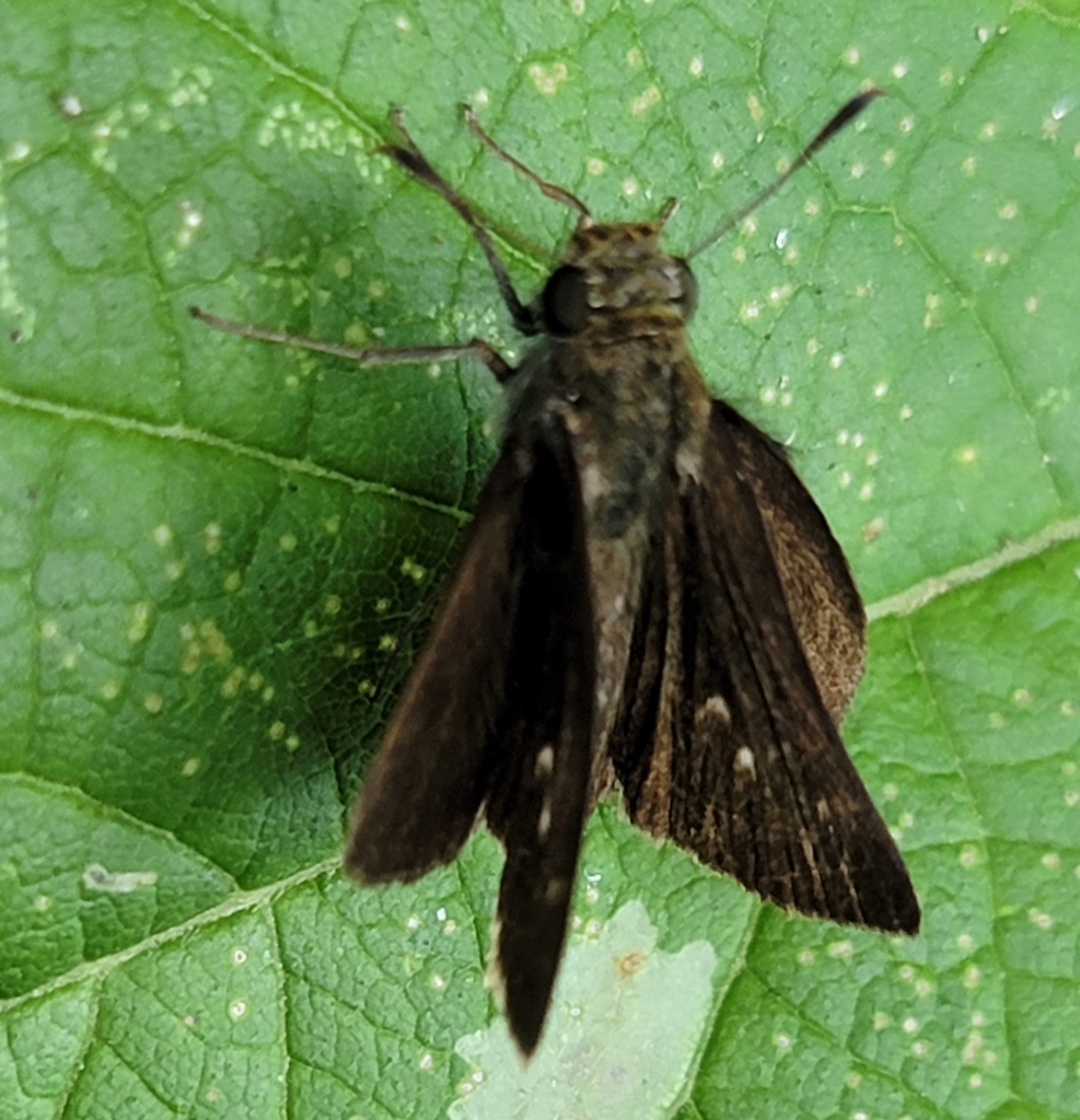 Dun Skipper from Adjala-Tosorontio, ON, Canada on August 17, 2023 at 04 ...