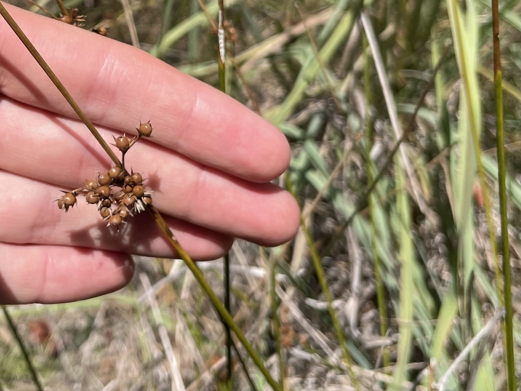 Leathery Rush from Lake Houston Wilderness Park, Huffman, TX, US on ...