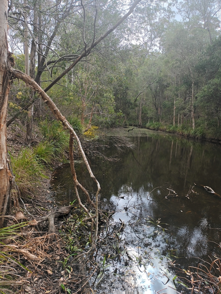 Delta Arrowhead in August 2023 by Josh Abbot. In Tingalpa Creek ...