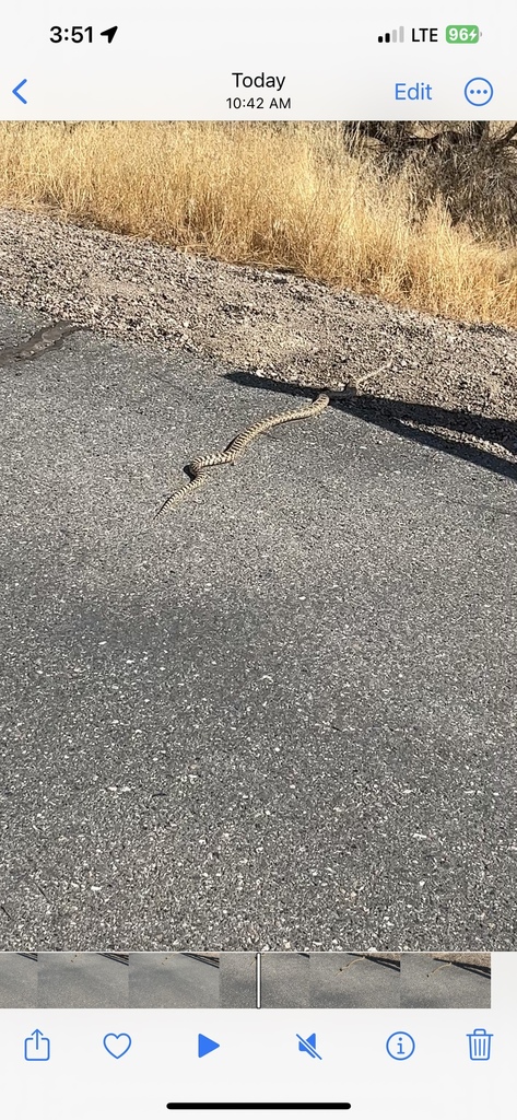 Gopher Snake from Addison Ave E, Kimberly, ID, US on August 17, 2023 at ...