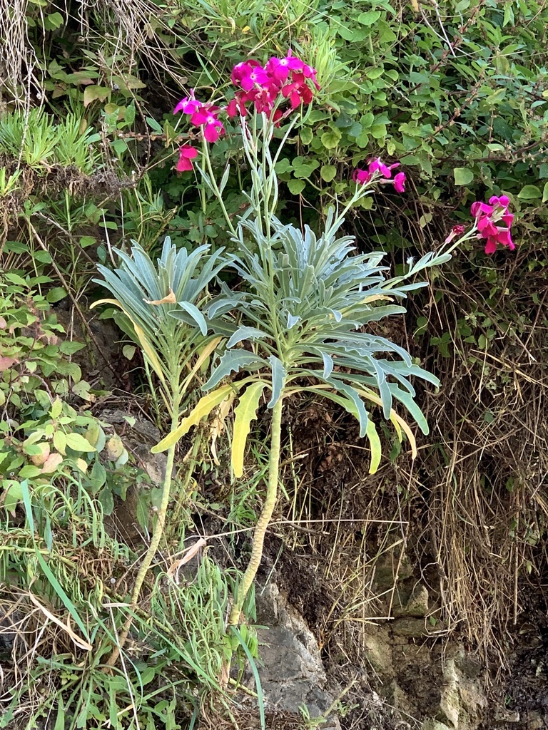 Gilli-flower from Cosenza, Calabria, IT on April 8, 2023 at 10:21 AM by ...