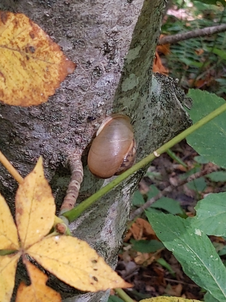 Whitelips in June 2022 by Yiru Li. Found on tree · iNaturalist