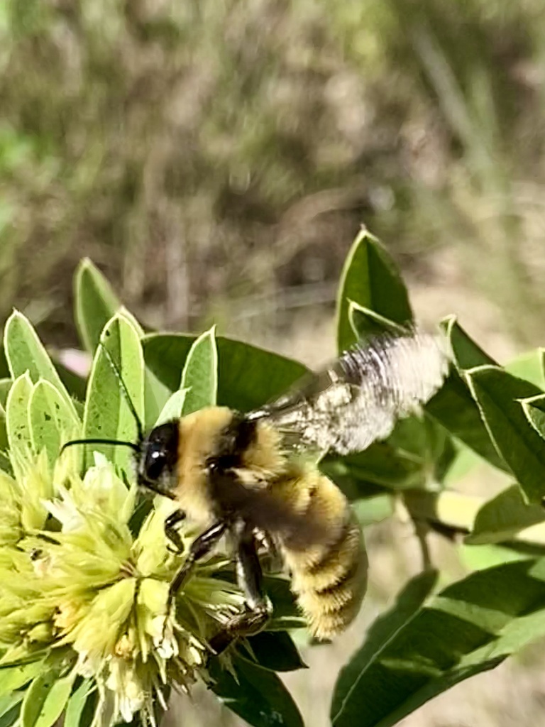 American Bumble Bee from Boone, IA, US on August 17, 2023 at 02:55 PM ...