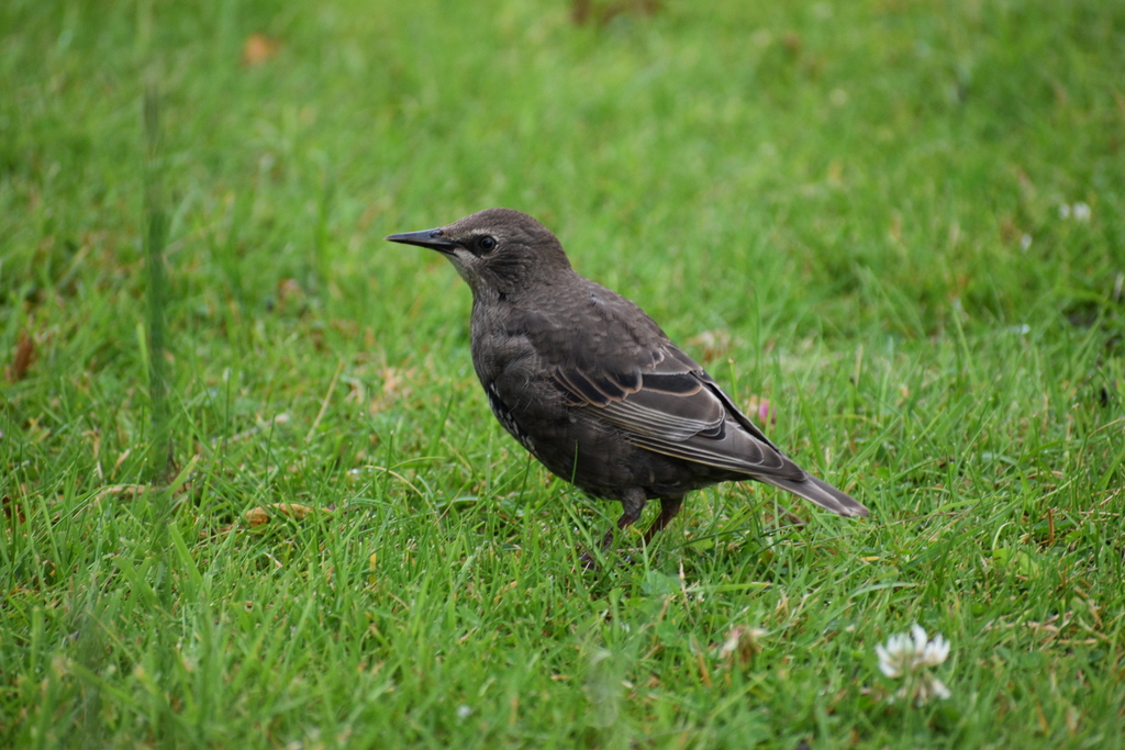 European Starling from Miðborg, Reykjavík, Iceland on August 6, 2023 at ...
