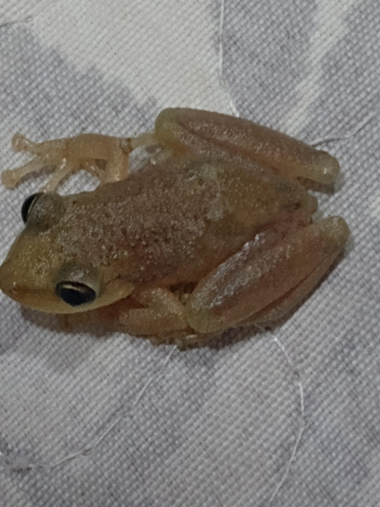 Snouted Tree Frogs from Cimitarra, Santander, Colombia on August 17 ...