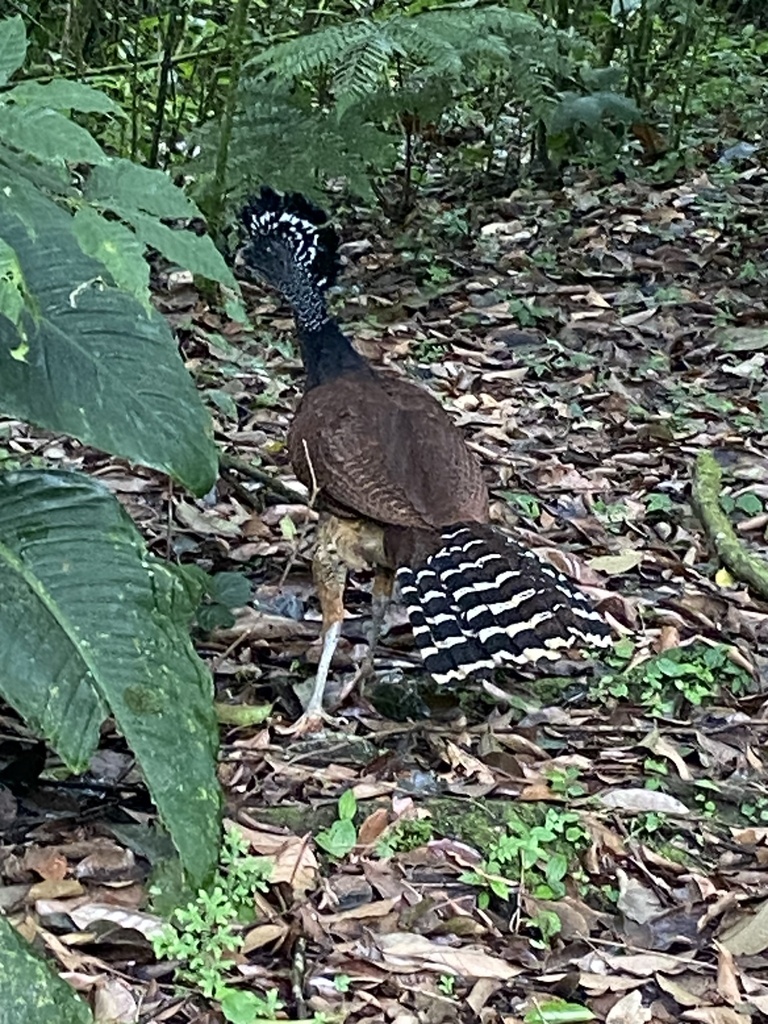 Great Curassow in August 2023 by Jenny D’Ambrosio · iNaturalist