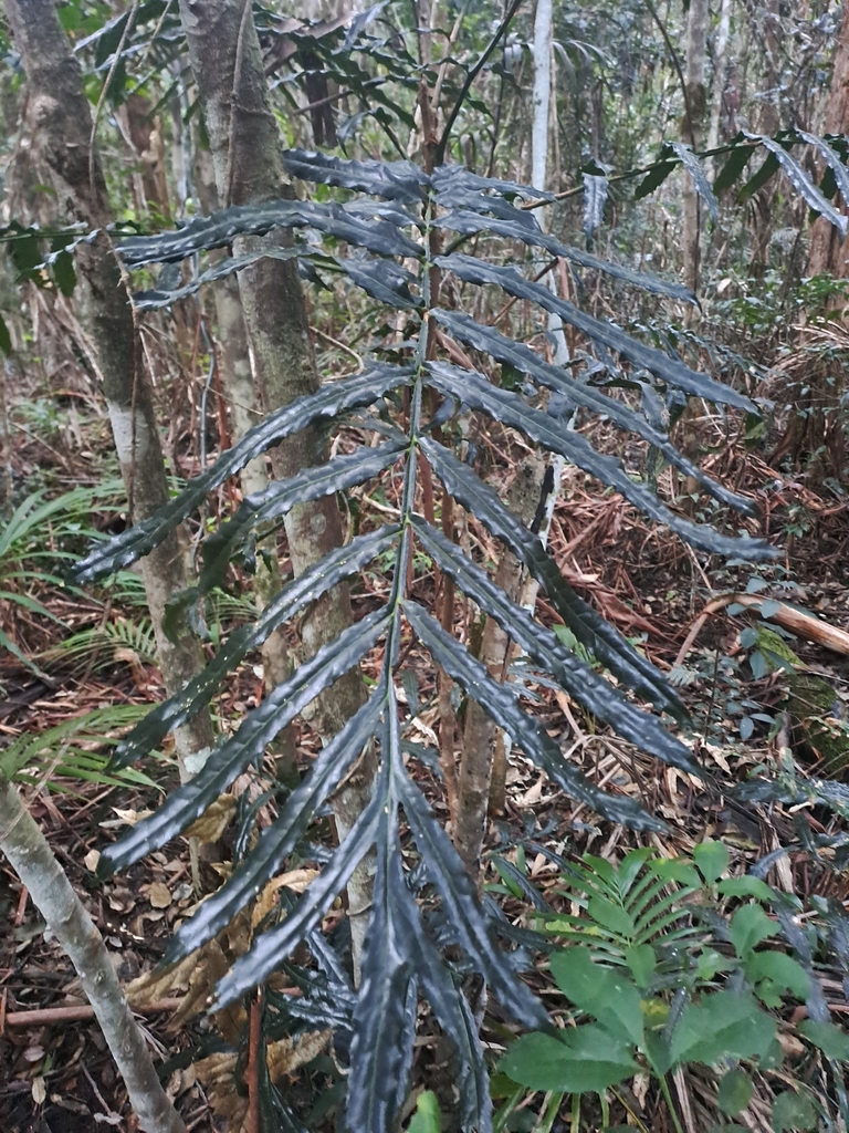 Red Bopple Nut from Rummery Park campground on August 16, 2023 at 04:50 ...