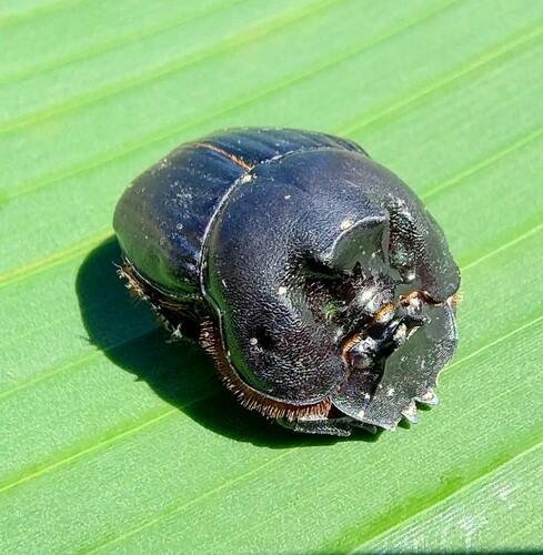 Subspecies Coprophanaeus telamon nevinsoni · iNaturalist