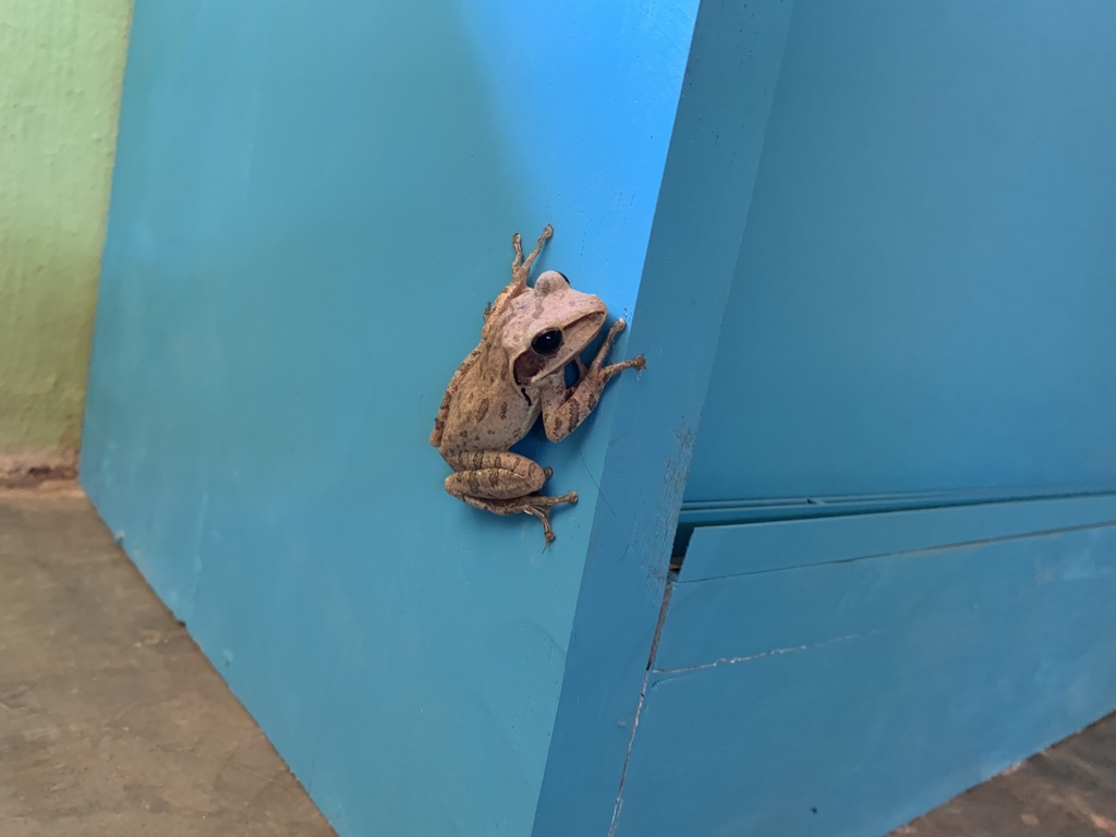 Chunam Tree Frog from Cejlon, Uva, LK on August 17, 2023 at 10:45 AM by ...