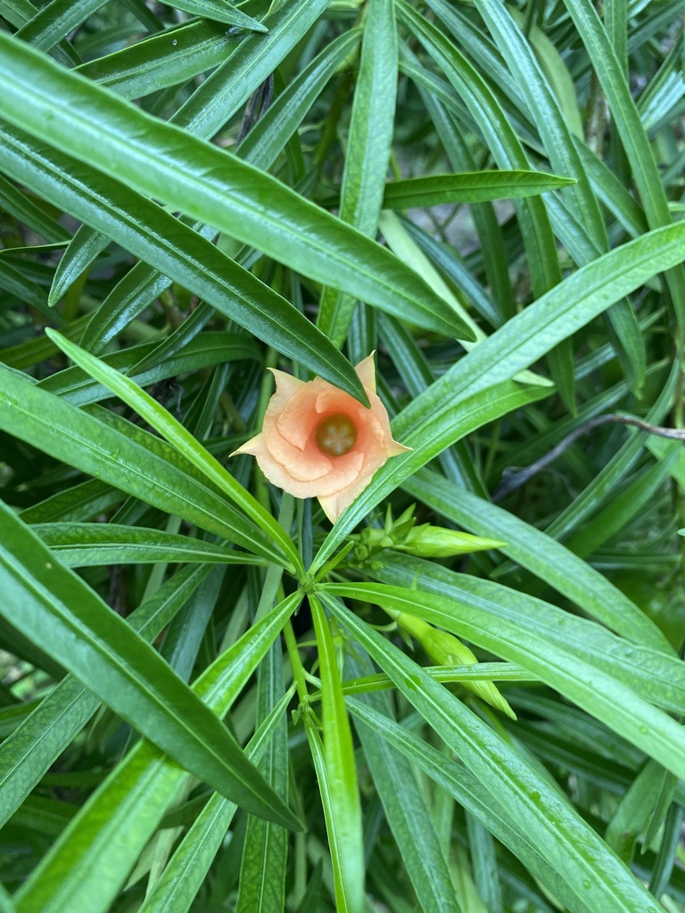 Be-still tree from Cuauhtémoc, Col., MX on August 17, 2023 at 05:54 PM ...