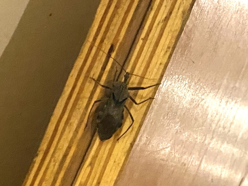 Spined Assassin Bug from Eden Rd, Landenberg, PA, US on August 6, 2023 ...