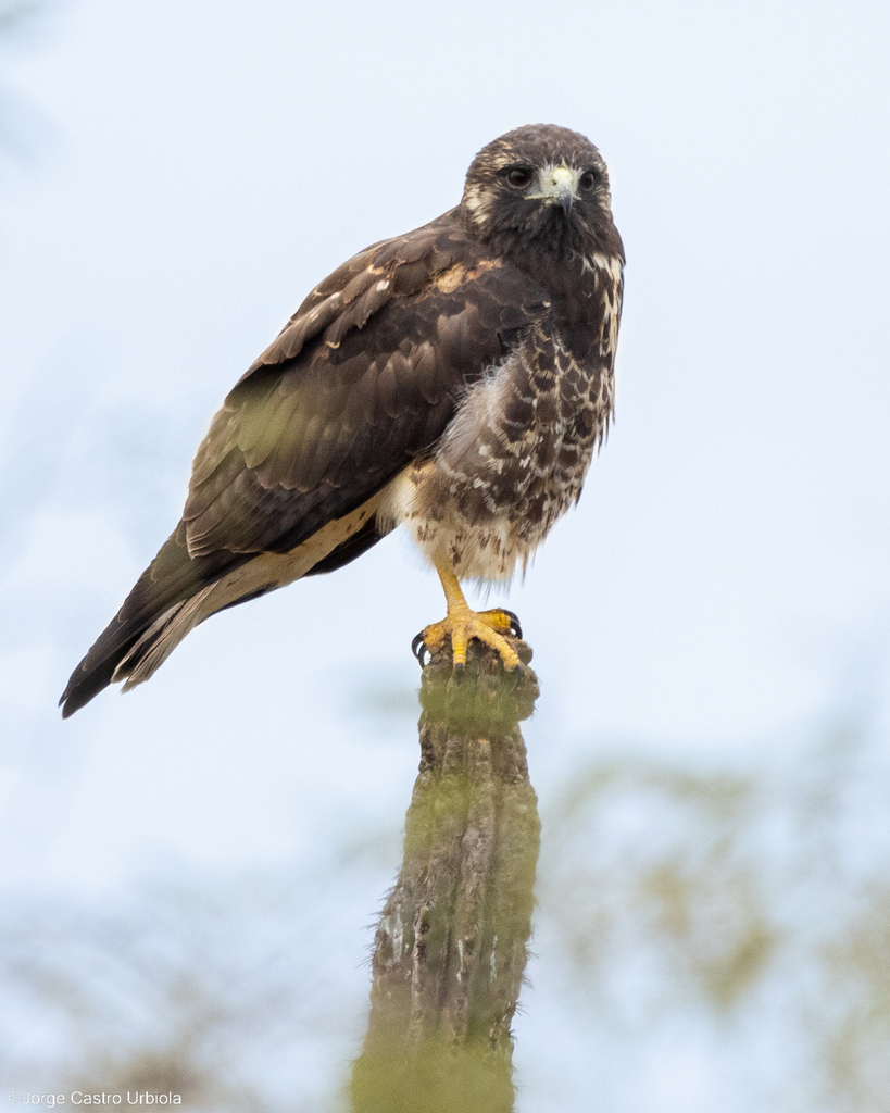 White-tailed Hawk from Rioverde, S.L.P., México on August 16, 2023 at ...