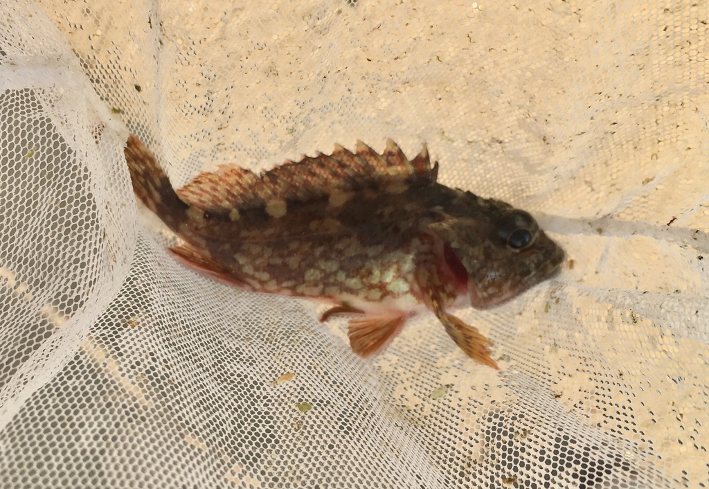 False Kelpfish from Peng Yu Path, Peng Chau & Hei Ling Chau, New ...