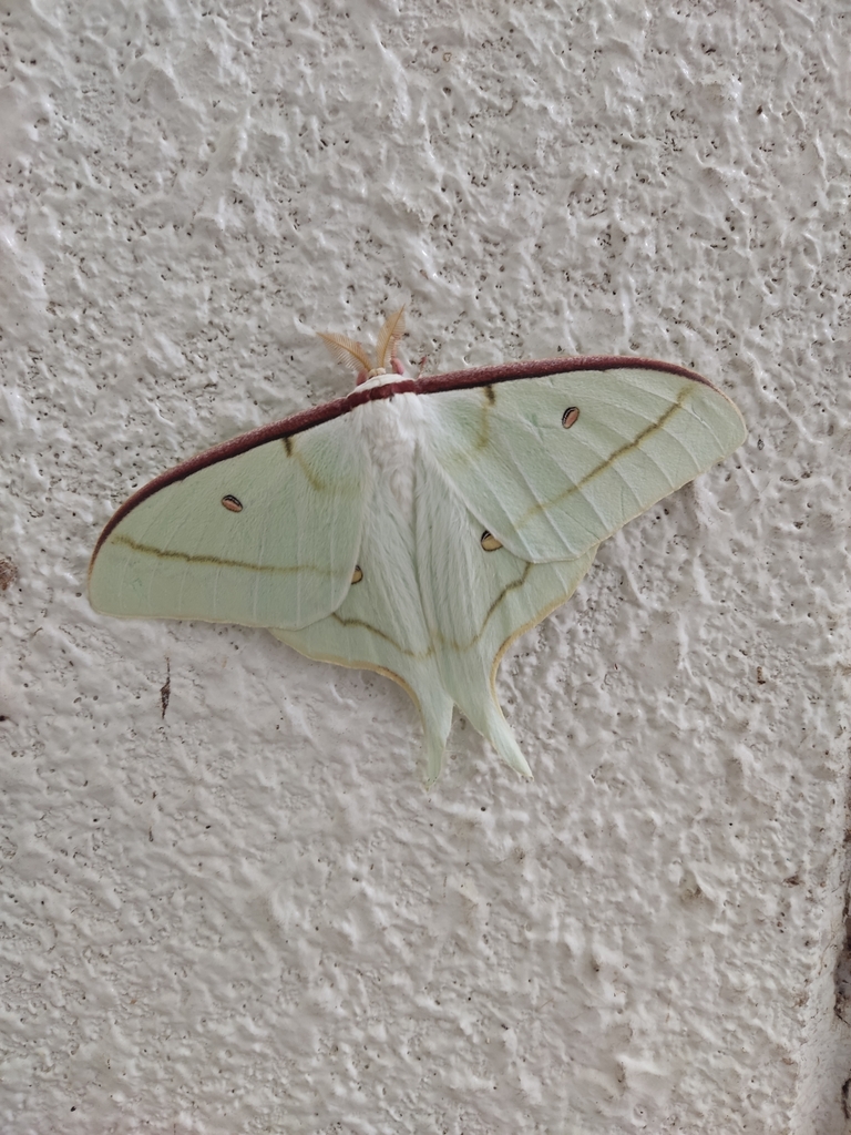 Actias aliena aliena from 817-3 Tantōchō Nakayama, Toyooka, Hyogo 668 ...