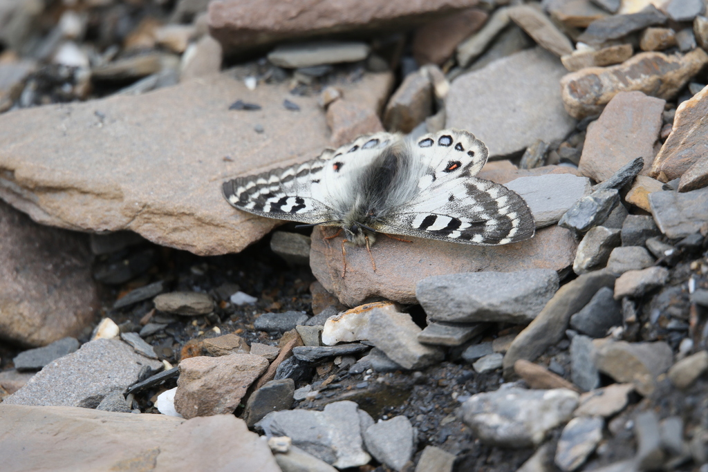Parnassius cephalus from 中国四川省阿坝藏族羌族自治州汶川县 on May 15, 2021 at 11:11 AM ...