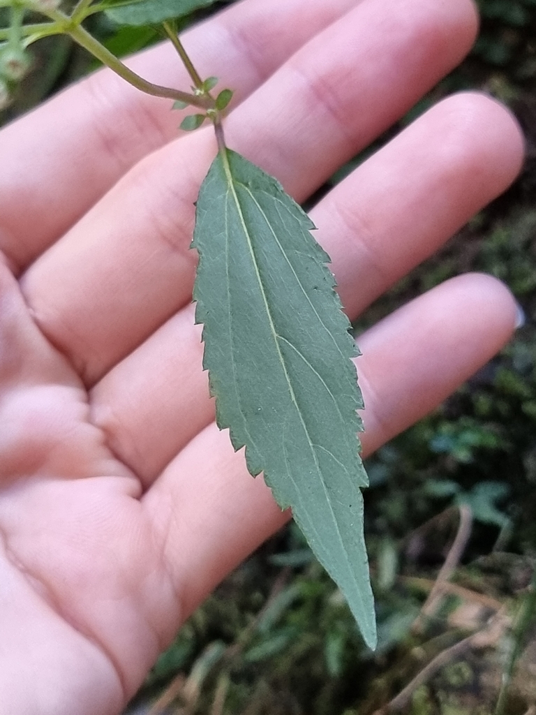 mist flower from Conondale National Park on August 14, 2023 at 01:16 PM ...