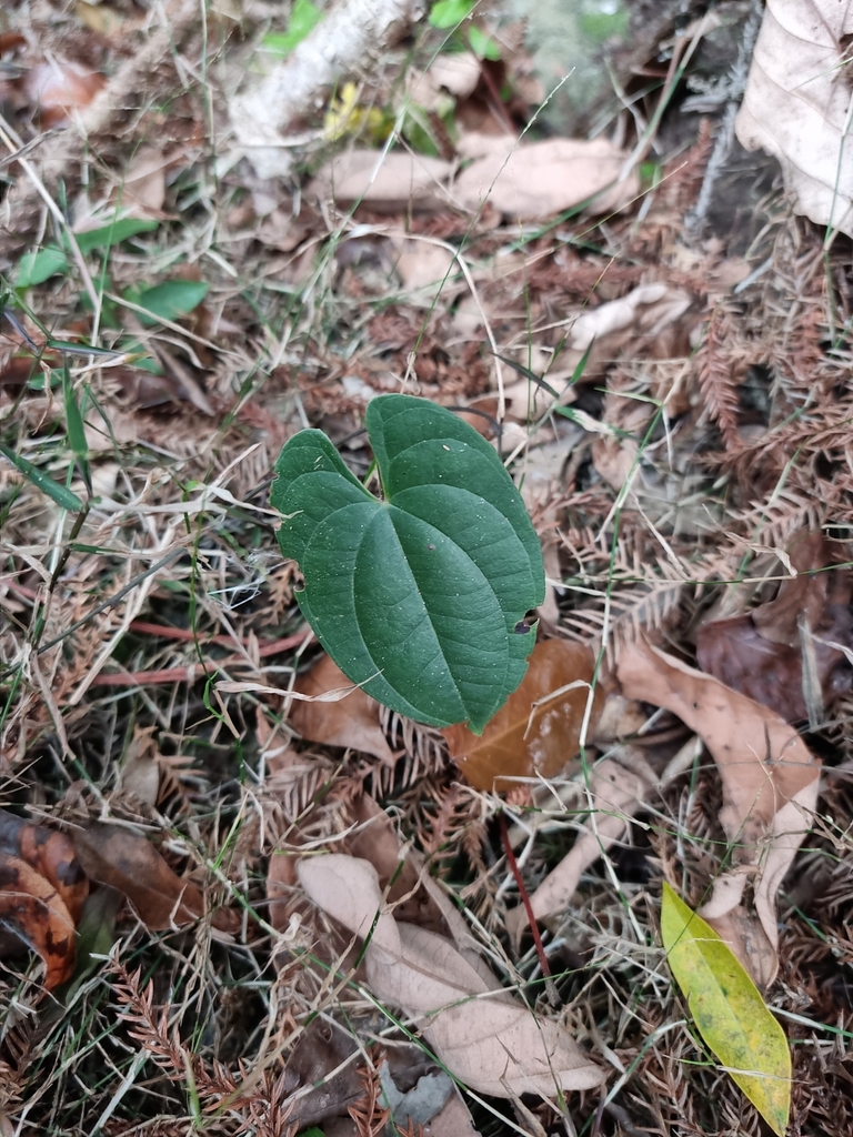 Common Yam Vine from Mundoolun QLD 4285, Australia on August 18, 2023 at 12:11 PM by rachel ...